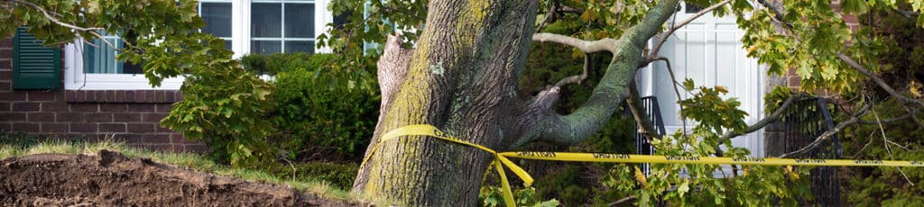 Pro-Cut Tree Service | Snohomish County and North King County