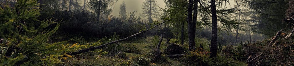 Pro-Cut Tree Service | Snohomish County and North King County