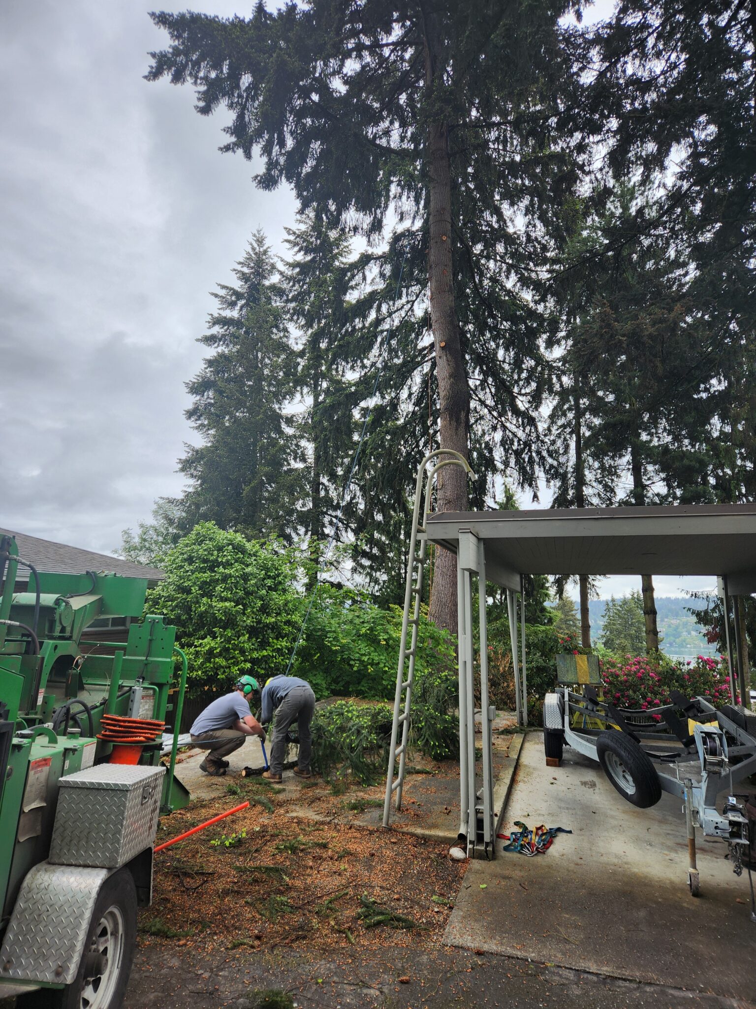 Tree Service & Removal - Serving Snohomish & North King County