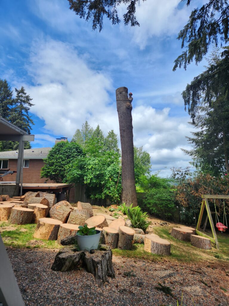 Tree Service & Removal - Serving Snohomish & North King County